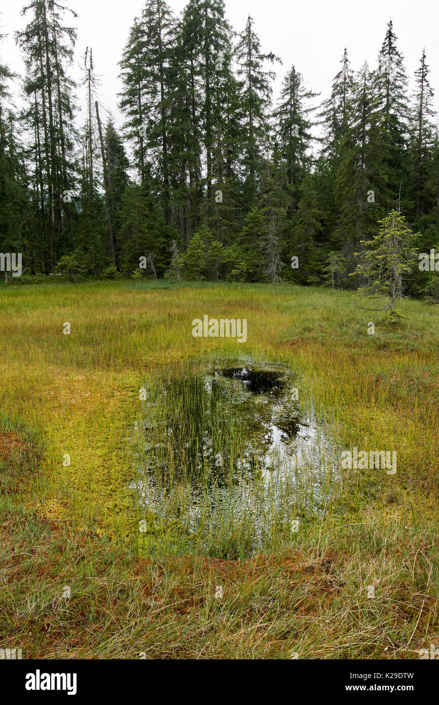 Moss swamp forest, romania hi-res stock photography and images - Alamy
