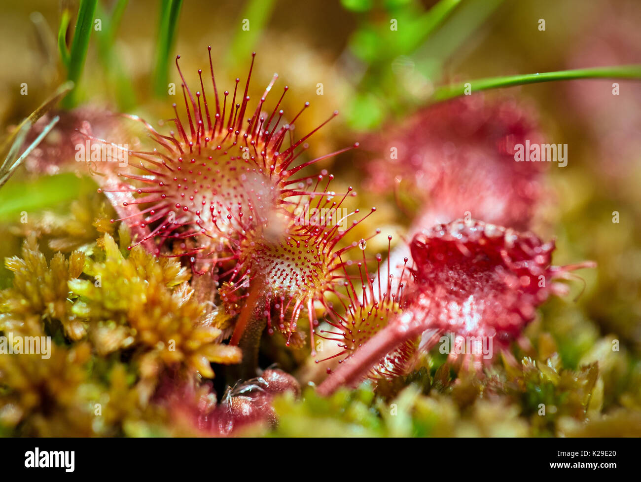 Round sundew (Drosera rotundifolia) carnivorous plant in closeup Stock ...