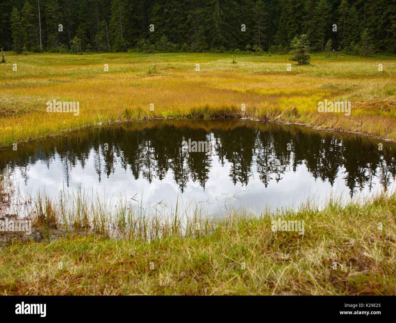 Moss swamp forest romania hi-res stock photography and images - Alamy