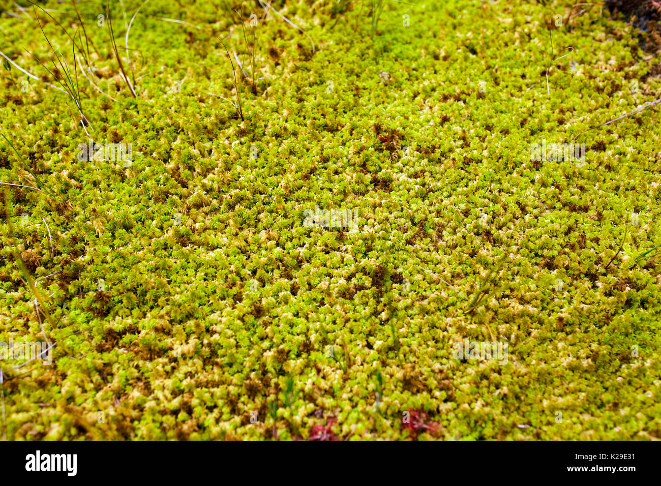 Detailed closeup view swamp hi-res stock photography and images - Alamy