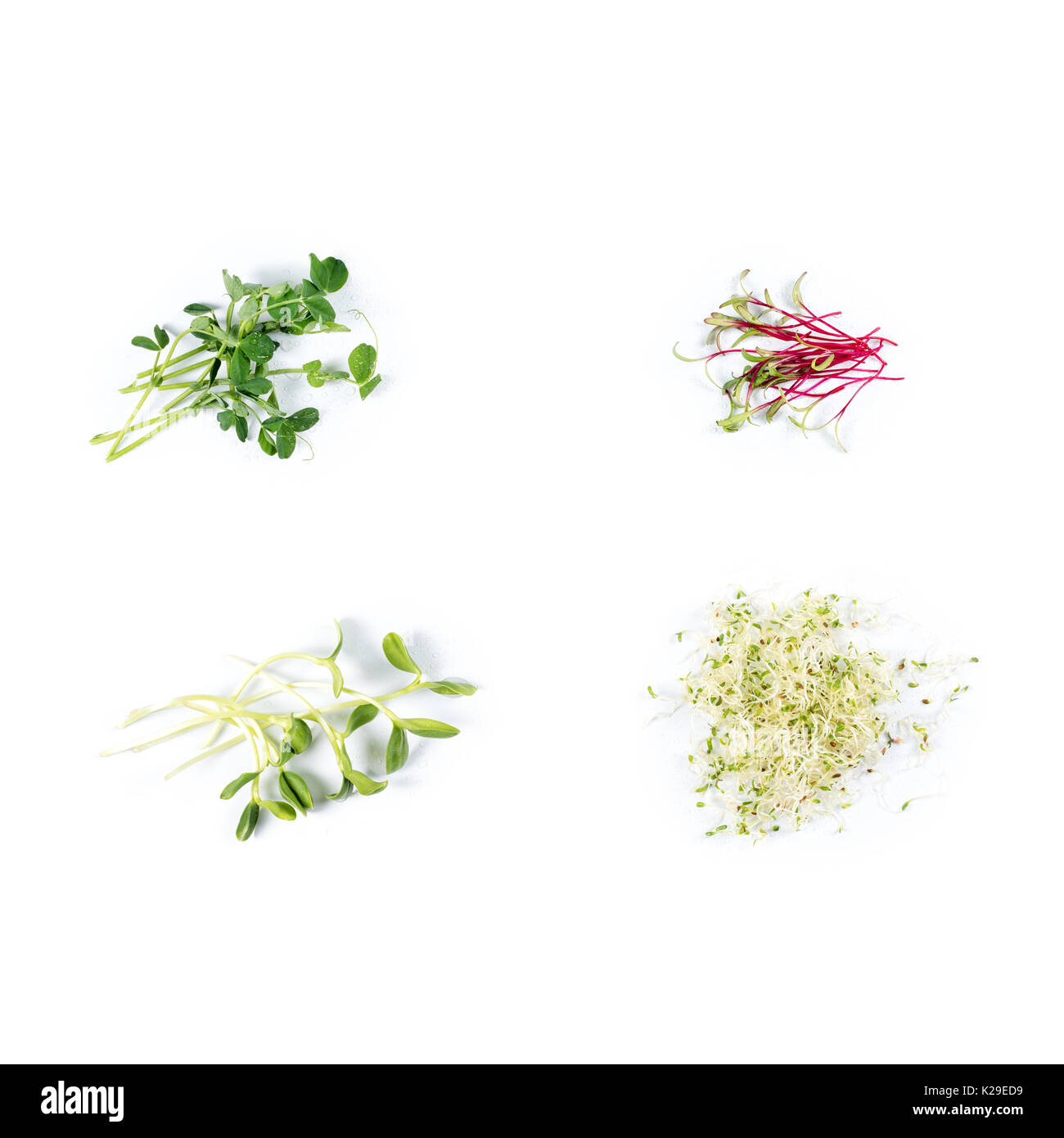 Different types of micro greens on white background. Healthy eating ...