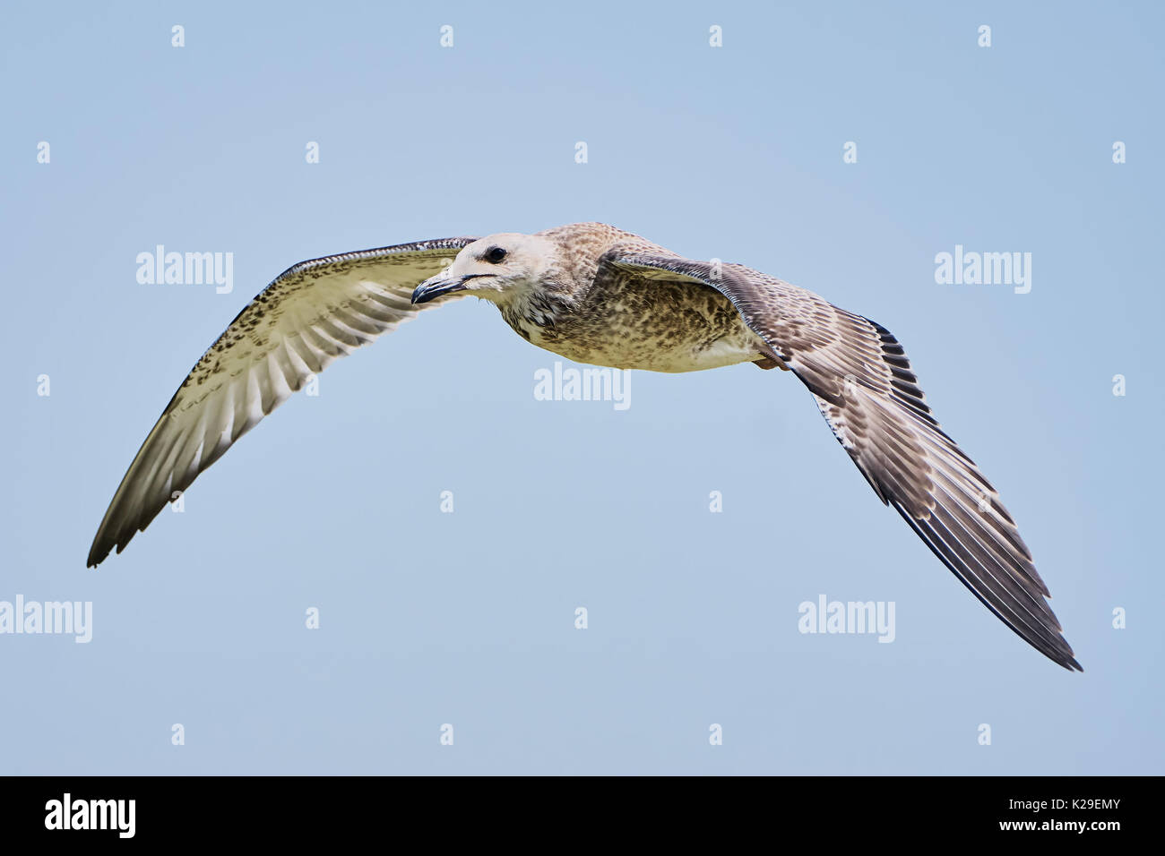 Common gull in flight against the blue sky Stock Photo - Alamy