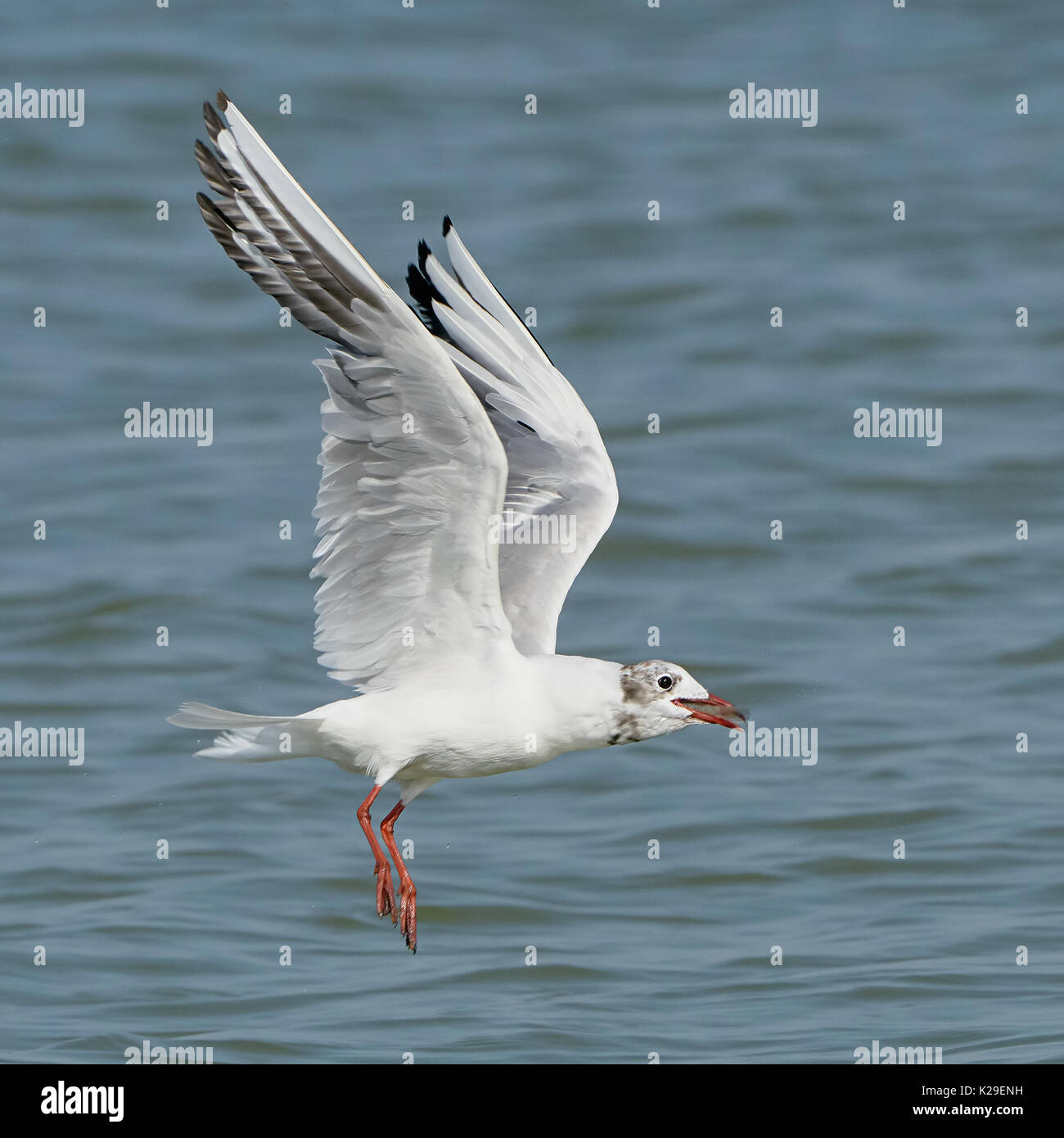 White seagull with fish in its beak flying over the sea Stock Photo - Alamy