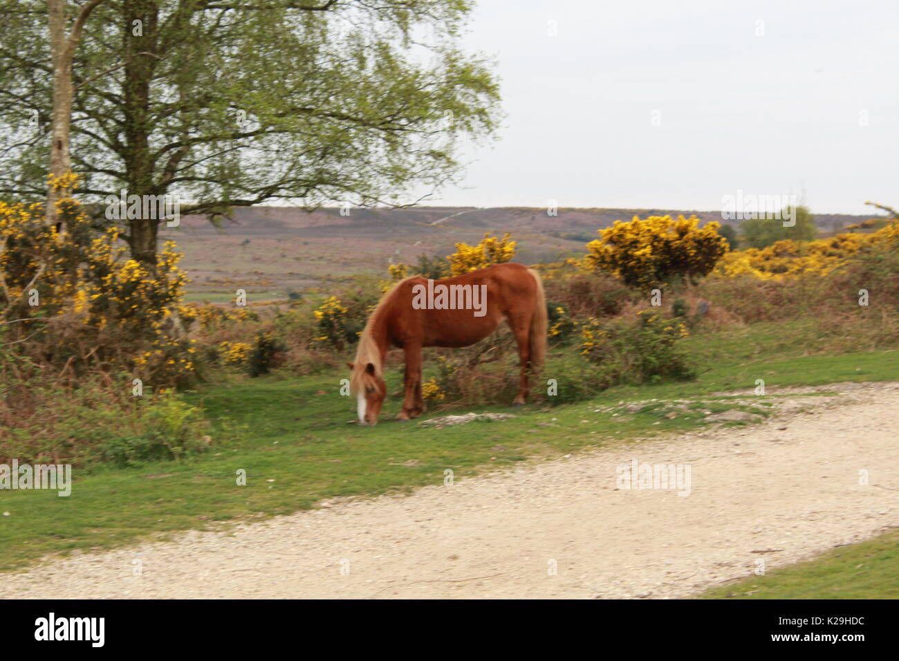 Chestnut new forest pony grazing by a tree Stock Photo - Alamy