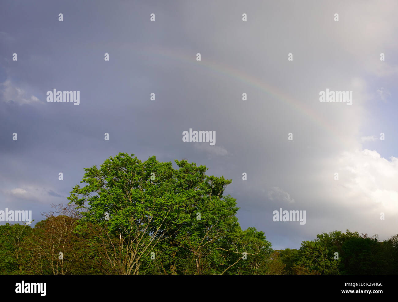 Green trees with rainbow in Tohoku, Japan. Tohoku region consists of ...