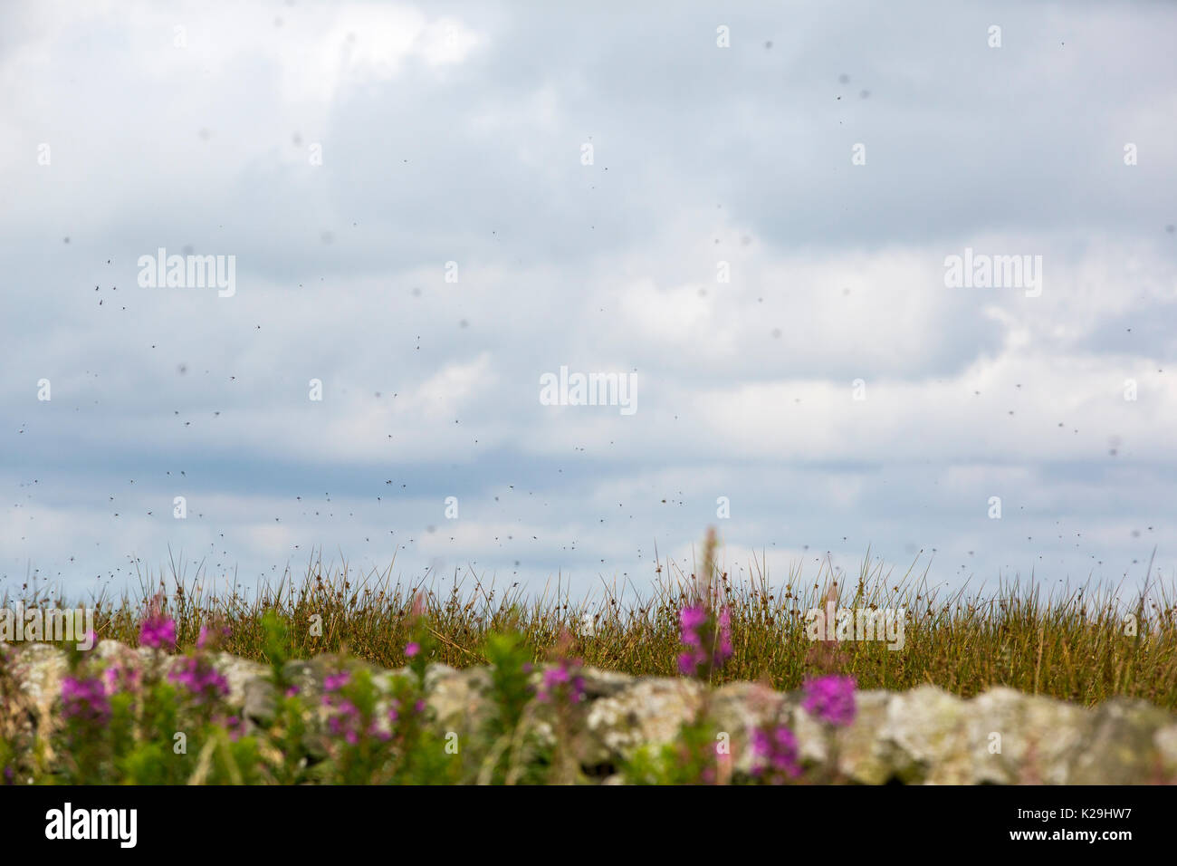 Clouds of Heather Fly (Bibio pomonae) hatching in large numbers on ...