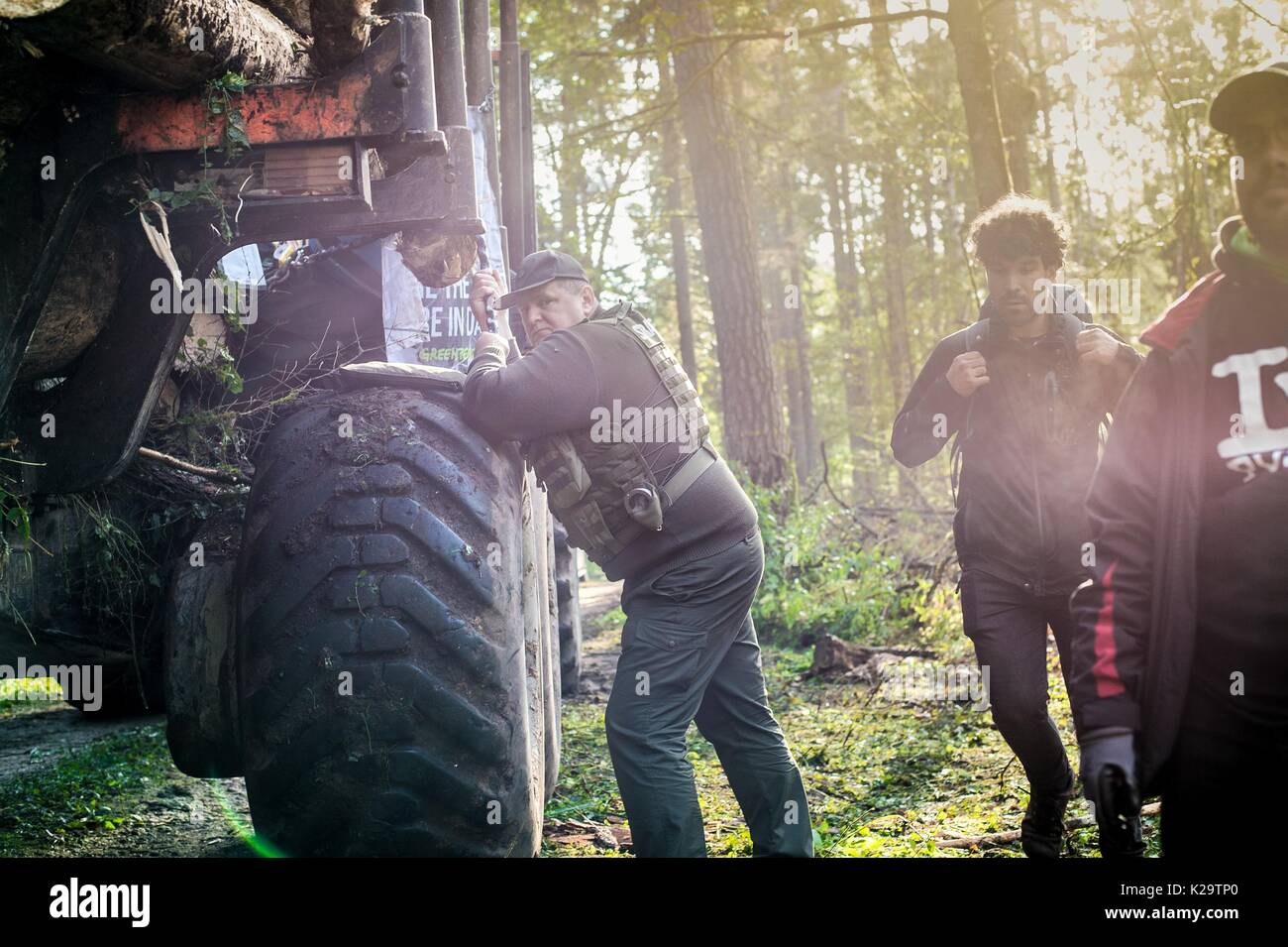 Protesters block logging operation in Bialowieza forest by chaining ...