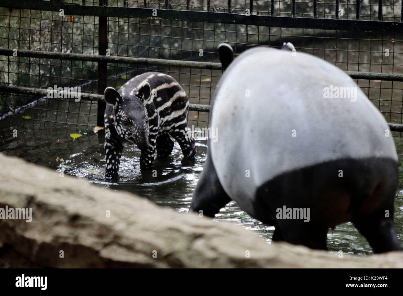 Malayan tapir cub High Resolution Stock Photography and Images - Alamy