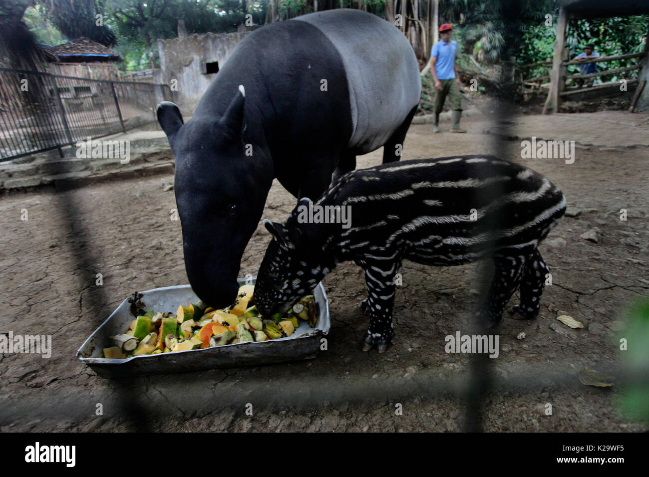 Malayan tapir cub High Resolution Stock Photography and Images - Alamy