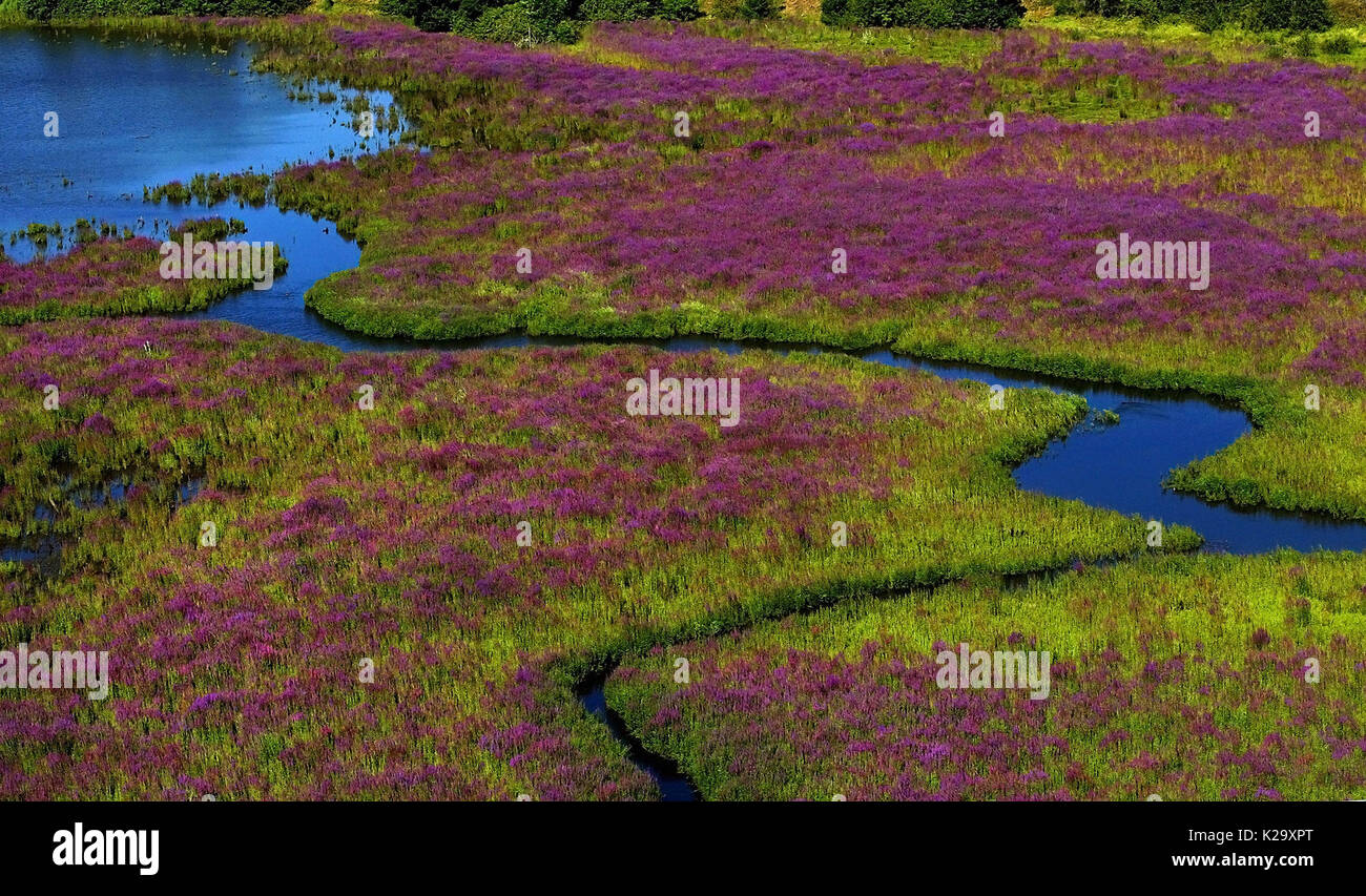 Invasive species oregon hi-res stock photography and images - Alamy