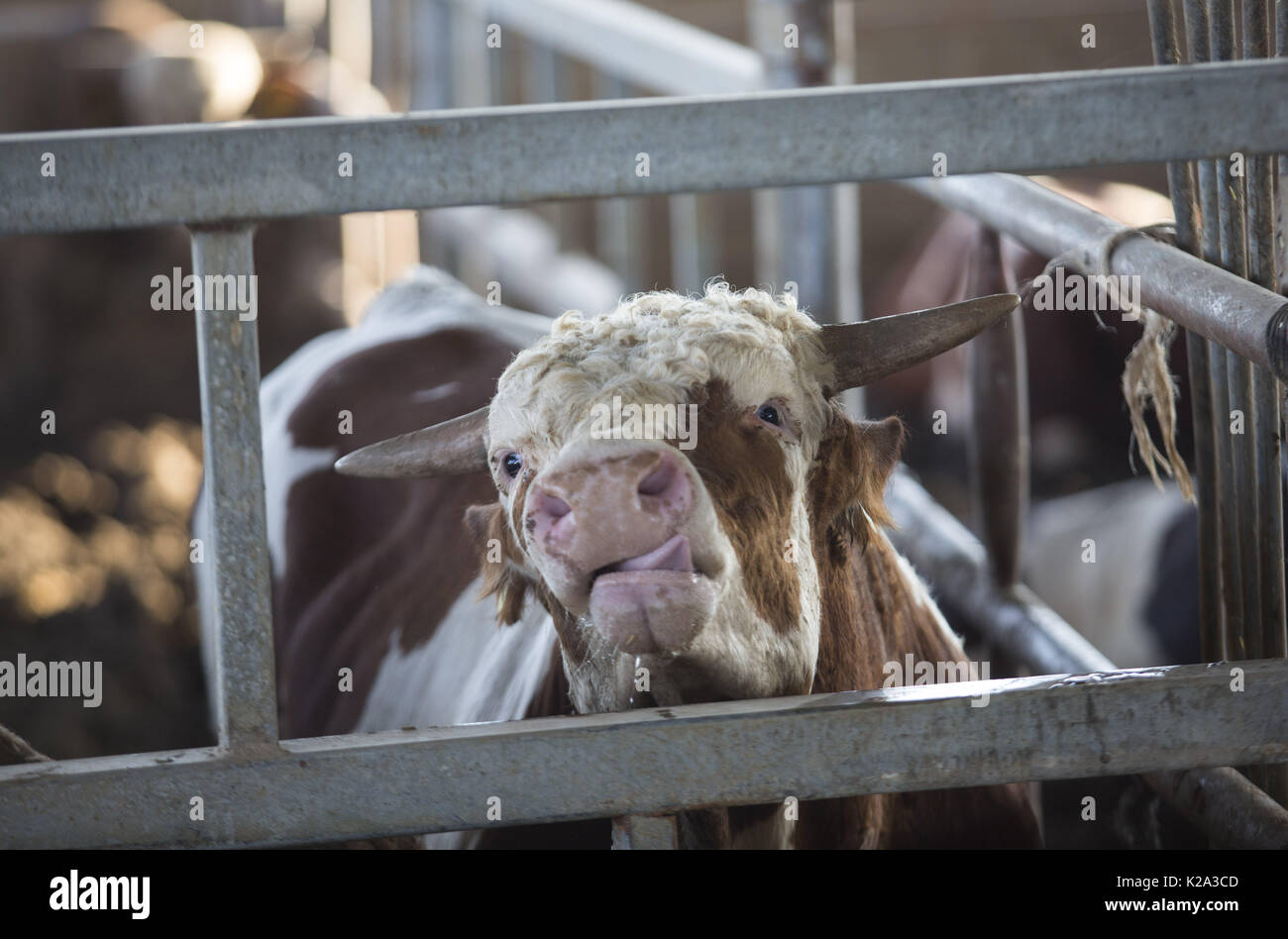 Gaza City, The Gaza Strip, Palestine. 29th Aug, 2017. The sheep ...