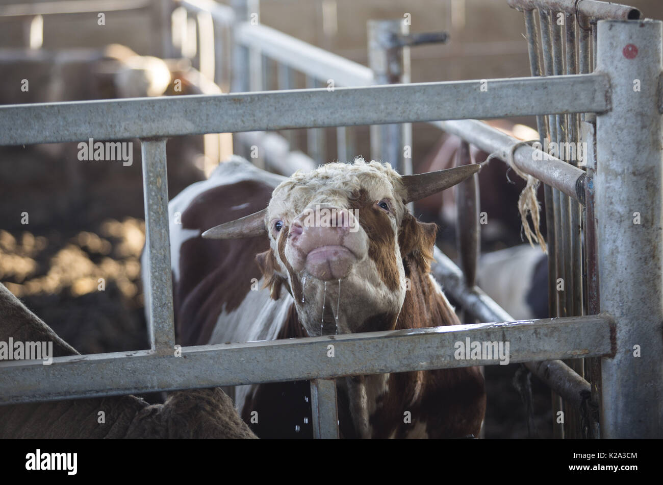 Gaza City, The Gaza Strip, Palestine. 29th Aug, 2017. The sheep ...