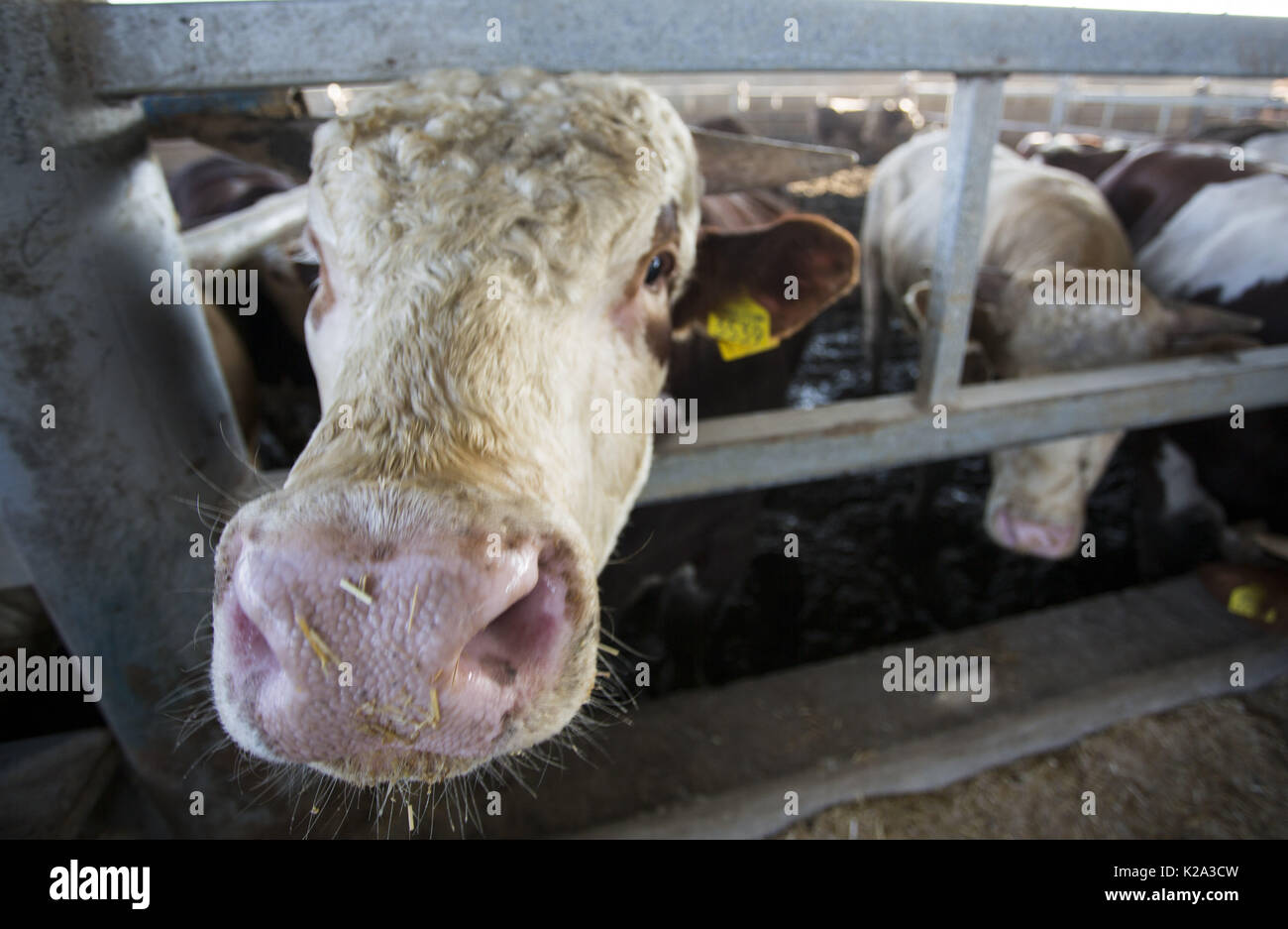 Gaza City, The Gaza Strip, Palestine. 29th Aug, 2017. The sheep ...