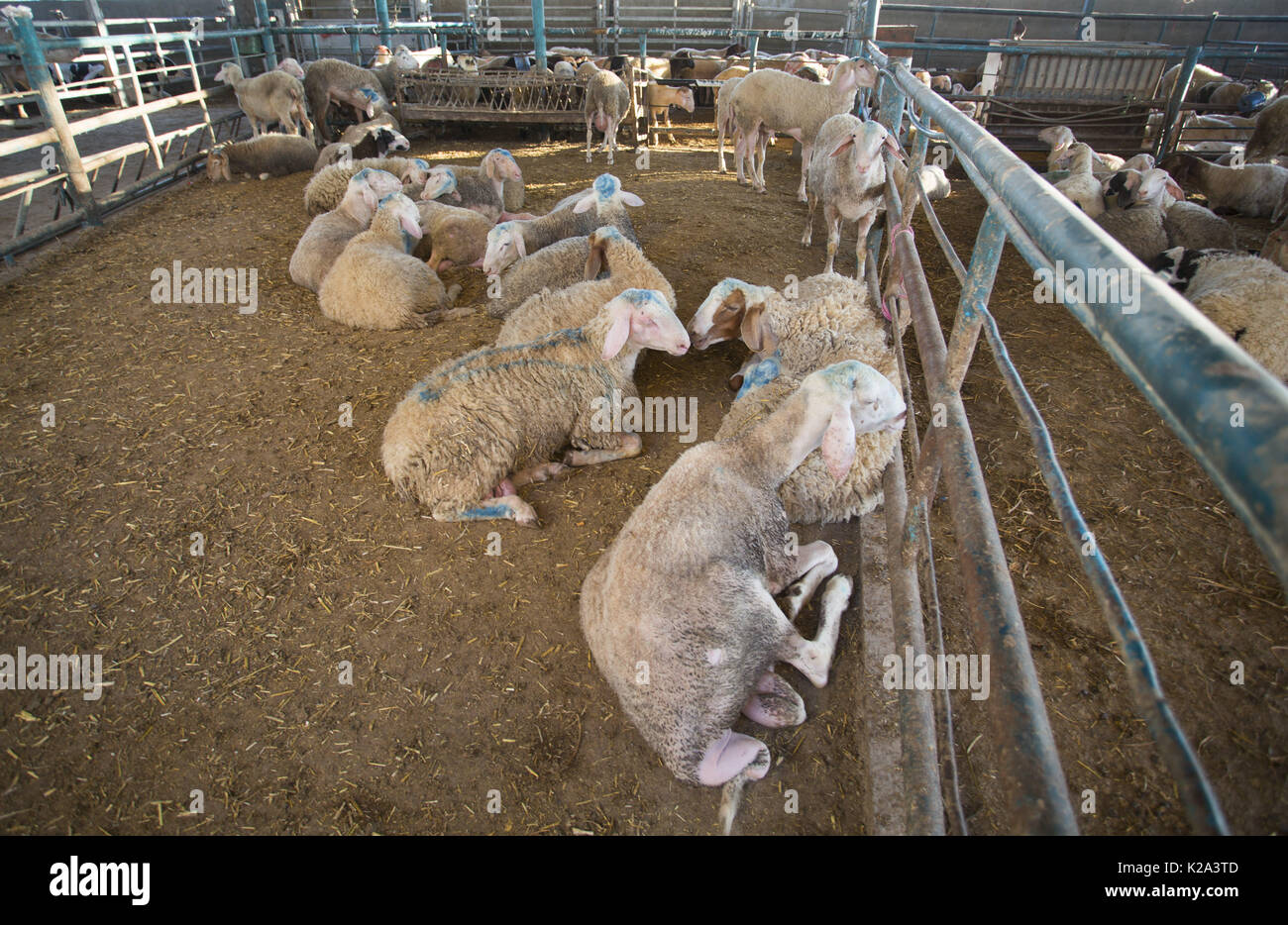Gaza City, The Gaza Strip, Palestine. 29th Aug, 2017. The sheep ...