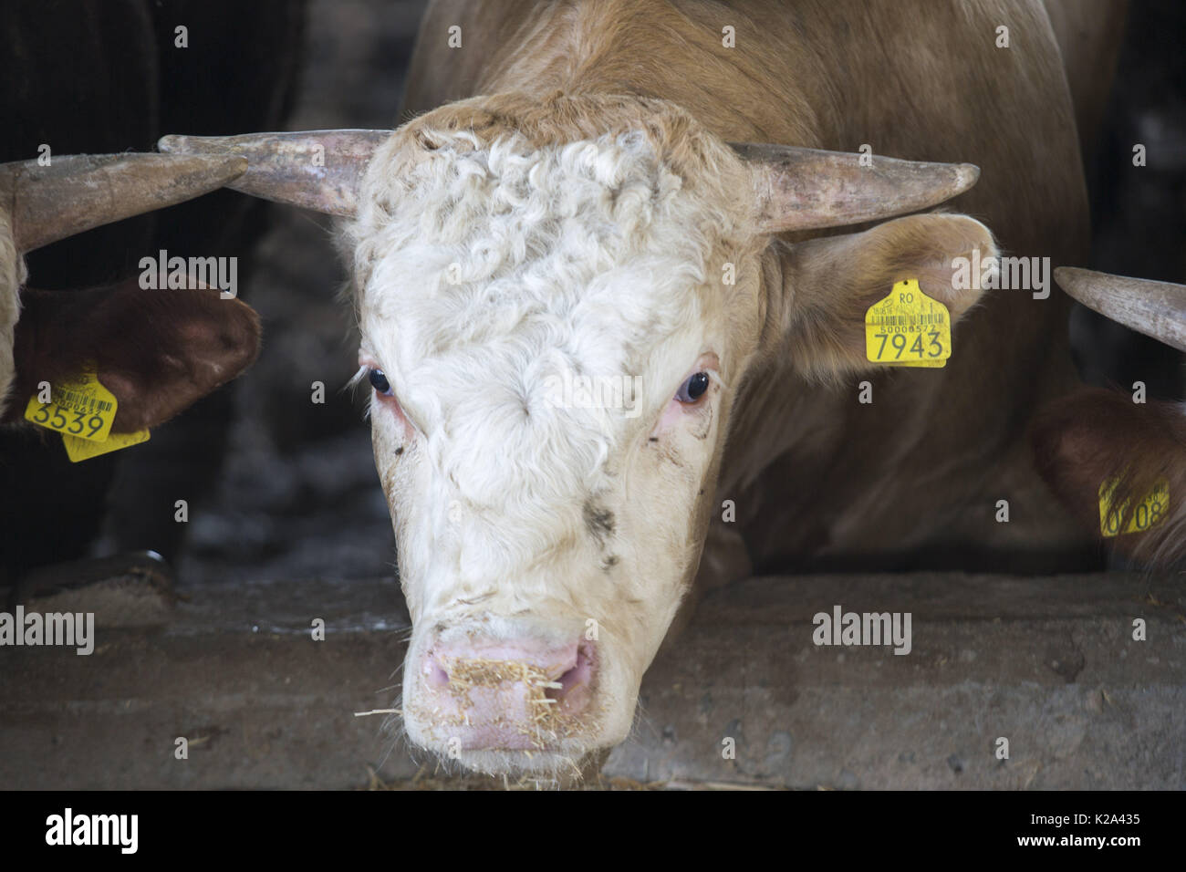 Gaza City, The Gaza Strip, Palestine. 29th Aug, 2017. The sheep ...