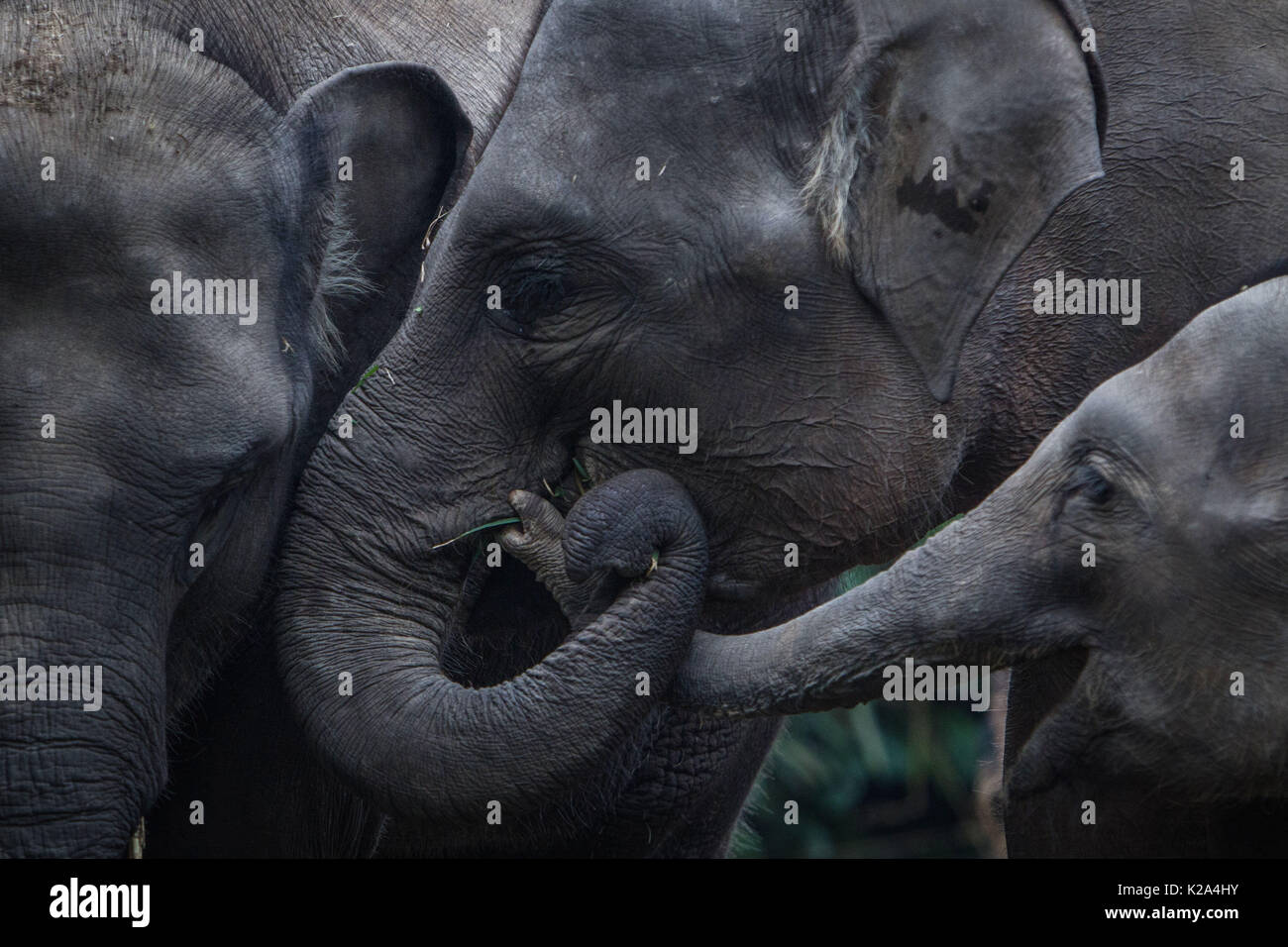 Indian sub species hi-res stock photography and images - Alamy