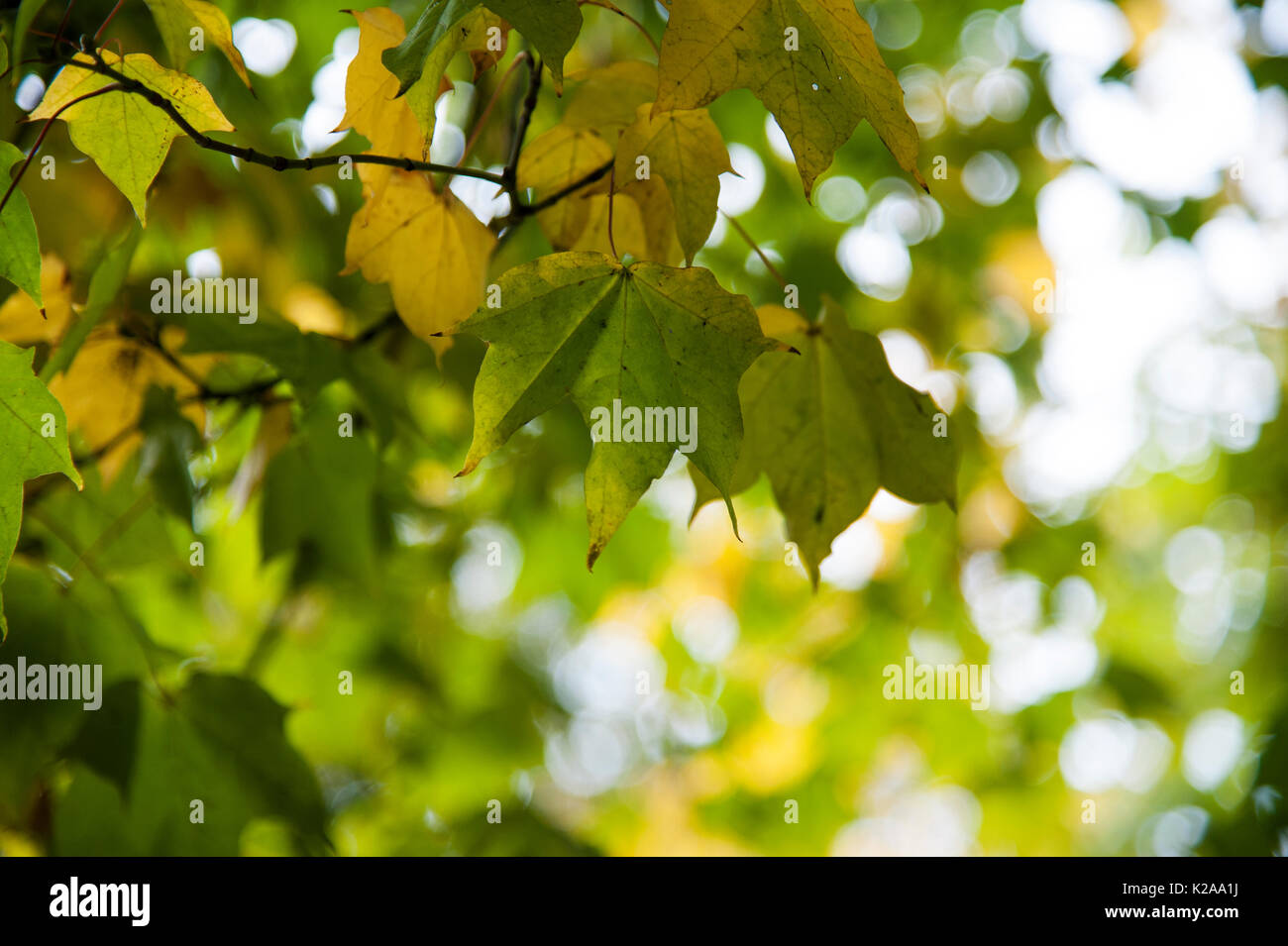 First signs of Autumn Stock Photo - Alamy