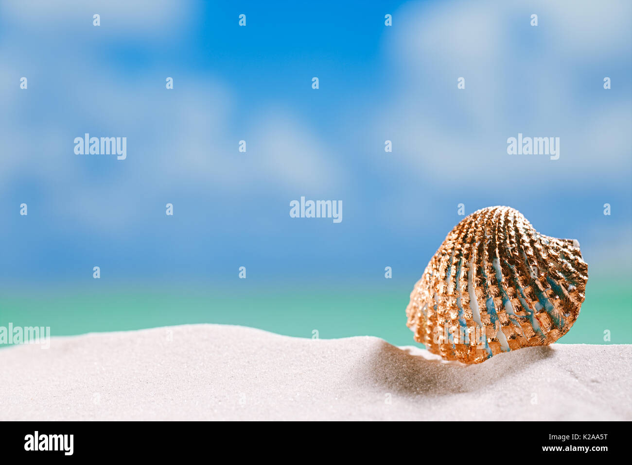 golden tropical shell on sea beach with sand under sunrise sun light ...