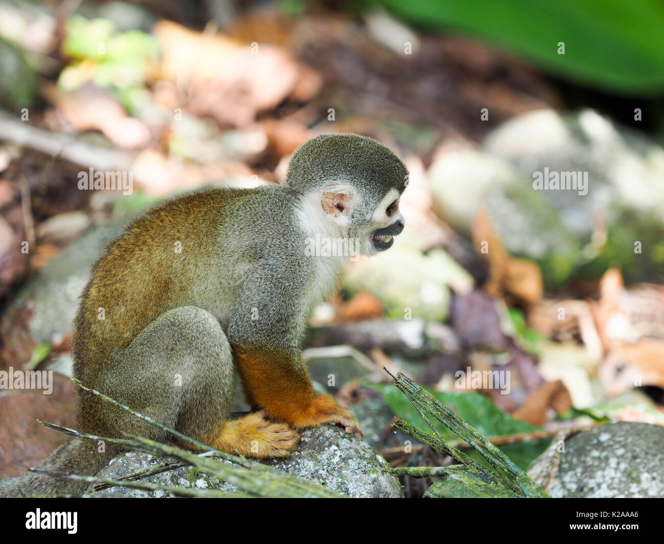 little monkey saïmiri in Amazonia at Equator the 06/18/2017 Stock Photo ...