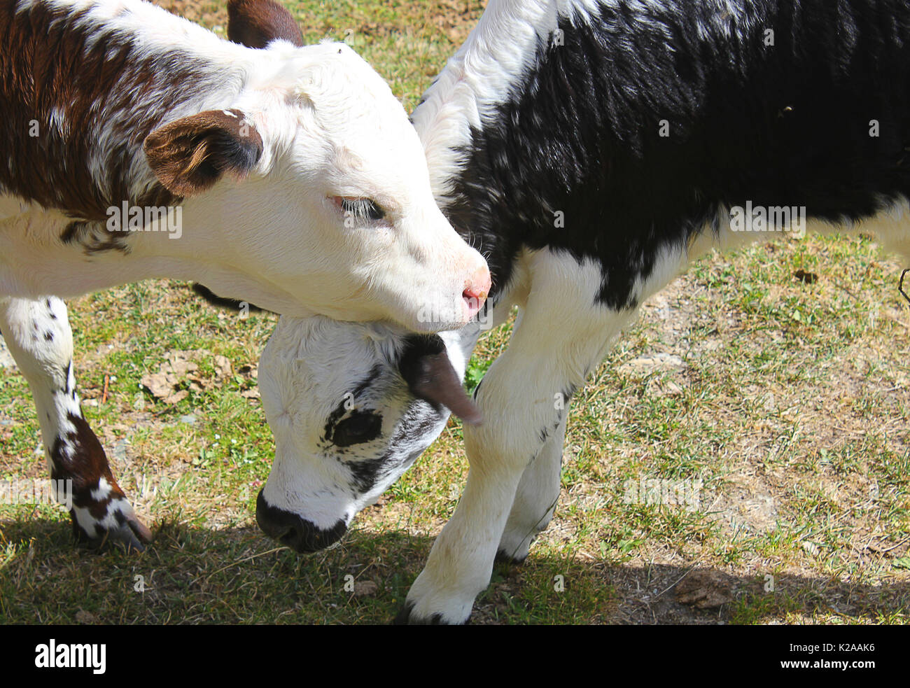 little calves in the meadow Stock Photo - Alamy