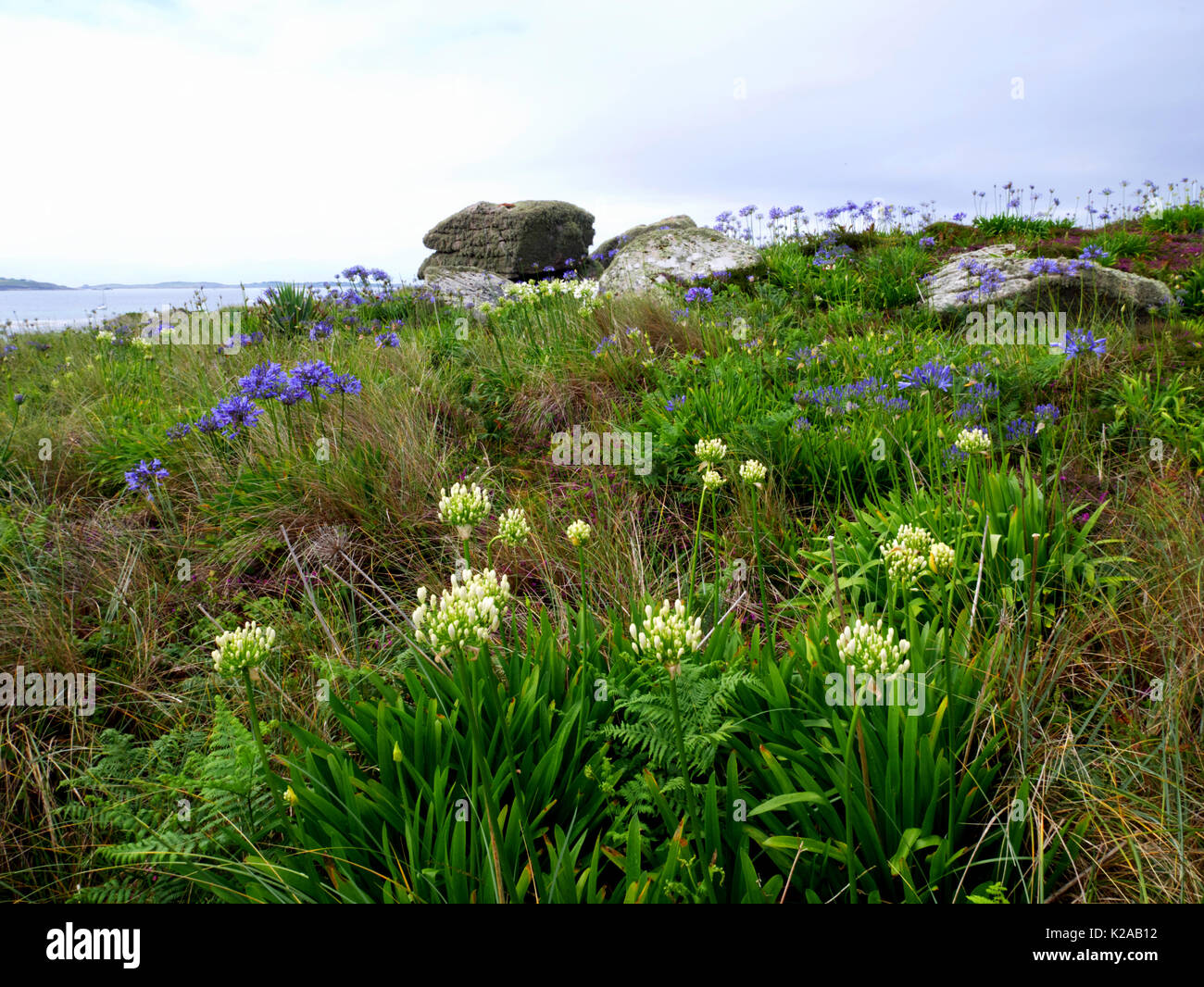 Agapanthus bloom in profusion at Pentle Bay, Tresco, Isles of Scilly ...