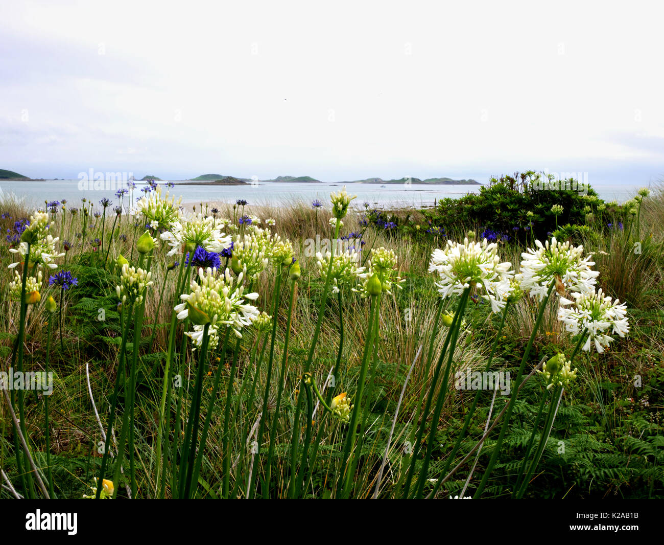 Agapanthus bloom in profusion at Pentle Bay, Tresco, Isles of Scilly ...