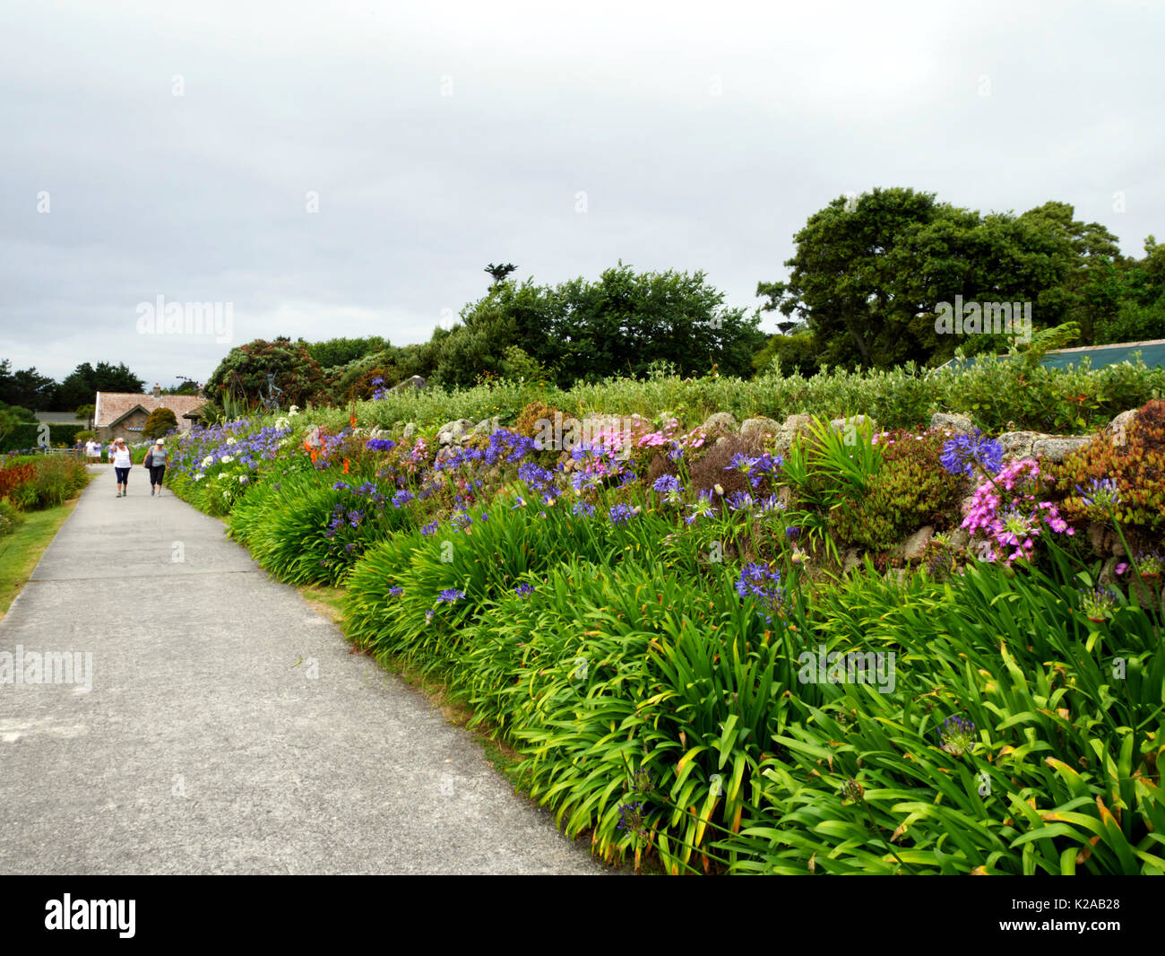 Plants of scilly hi-res stock photography and images - Alamy