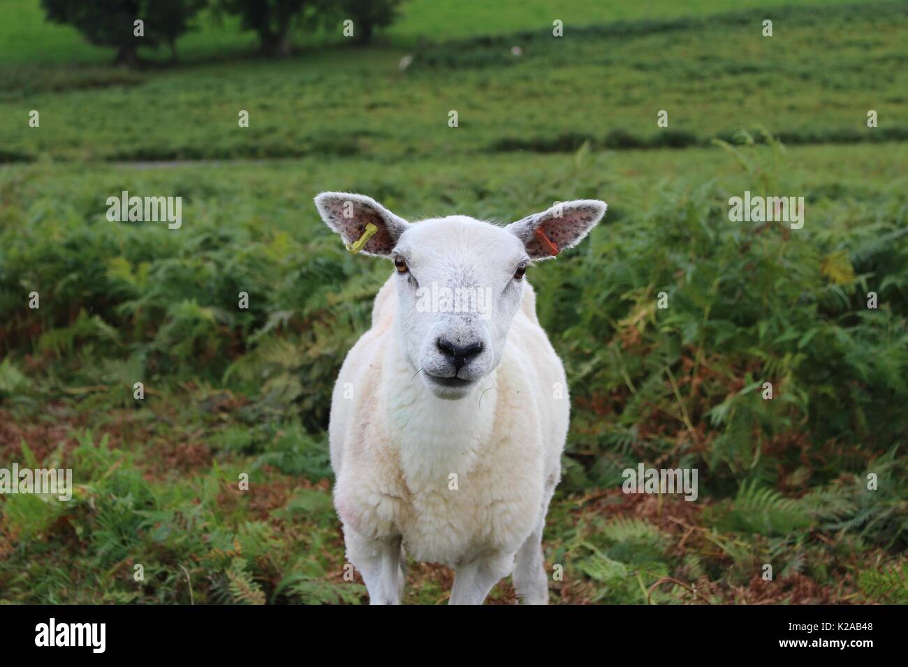 Sheep portrait, Brecon Beacons, Wales Stock Photo - Alamy