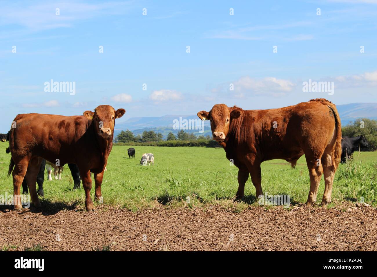 Bullocks bullock cattle hi-res stock photography and images - Alamy