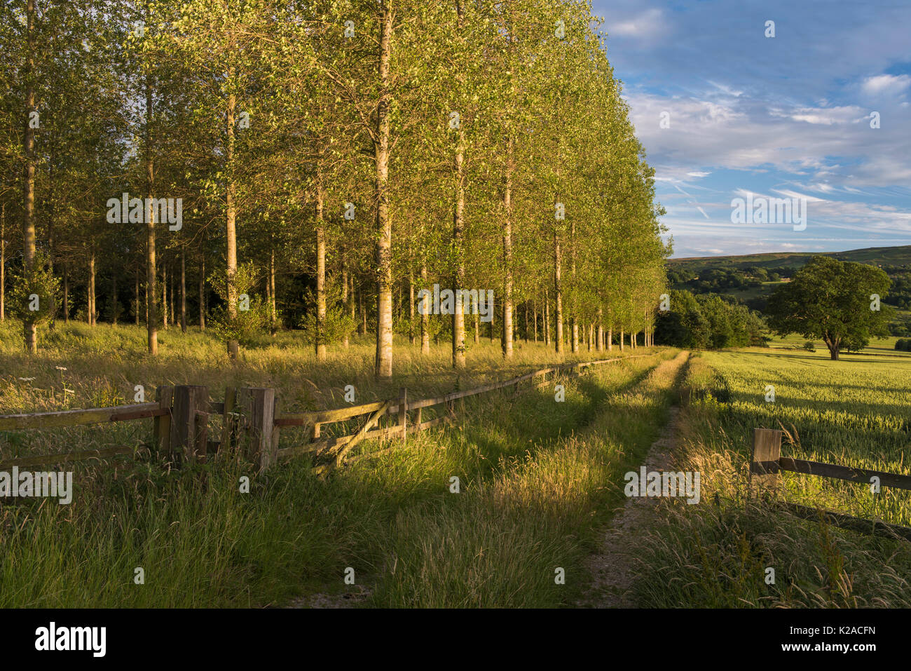 Under blue sky, view through open field gate, past poplar trees to far ...