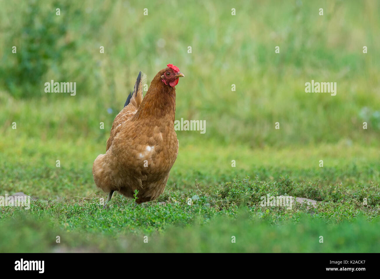 Chicken runs hi-res stock photography and images - Alamy