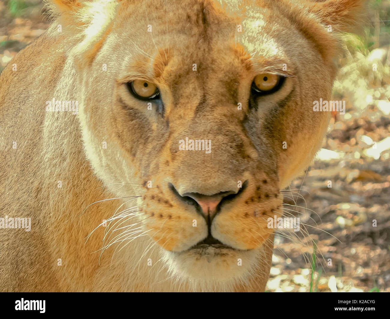Female Lion (Panthera leo). Auckland Zoo. Auckland. New Zealand Stock ...