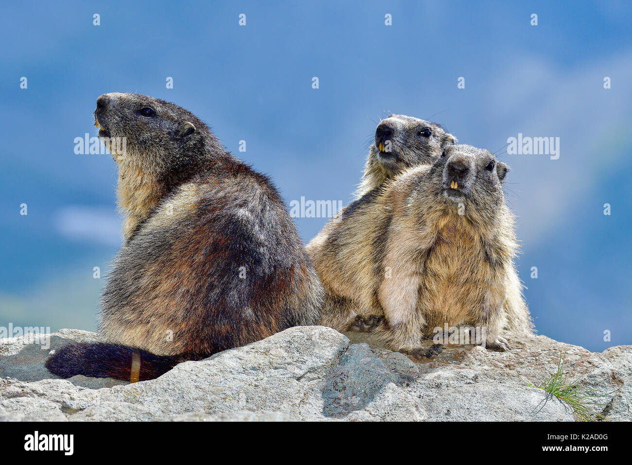 Marmot group hi-res stock photography and images - Alamy