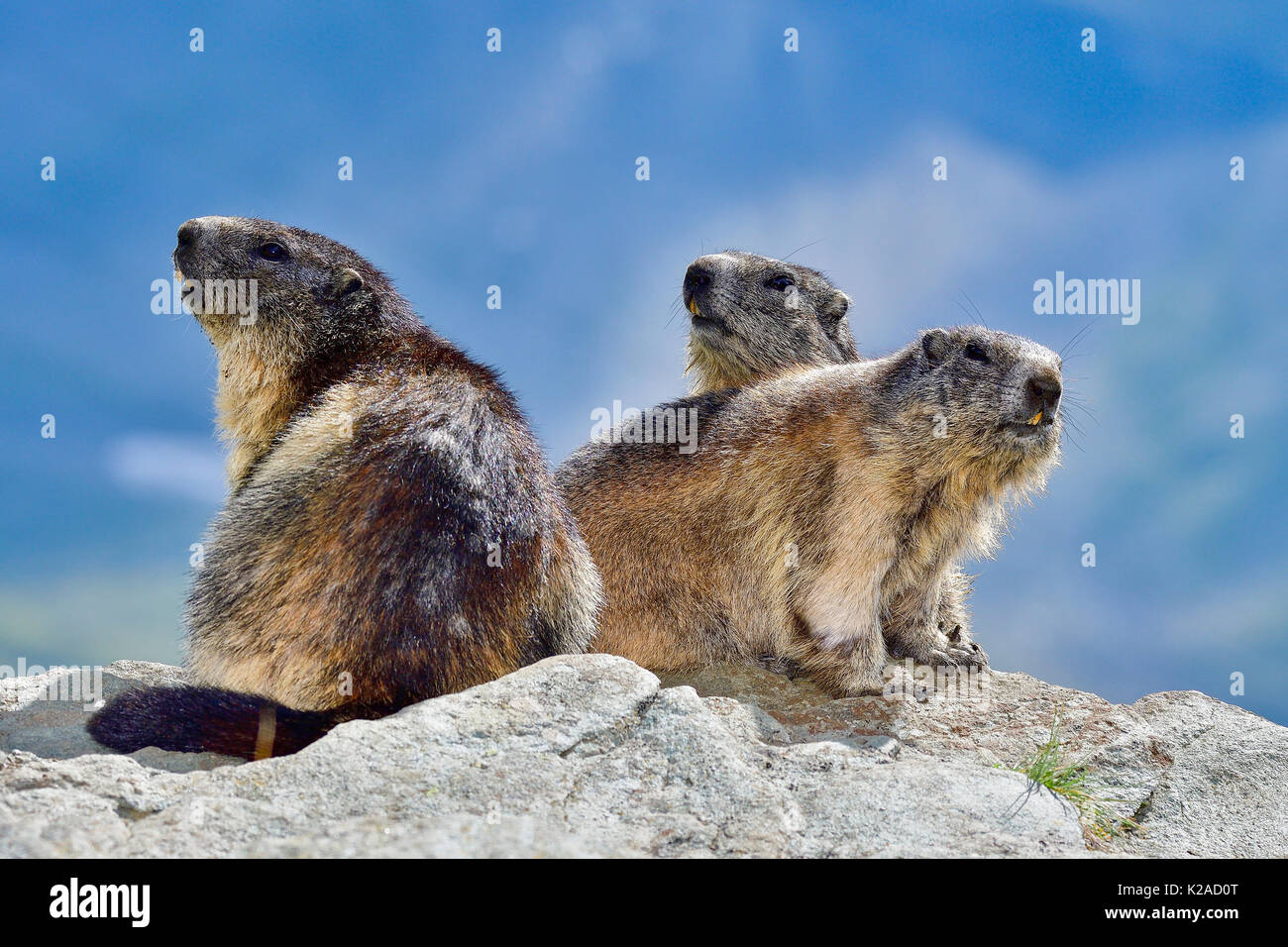 Marmot group hi-res stock photography and images - Alamy