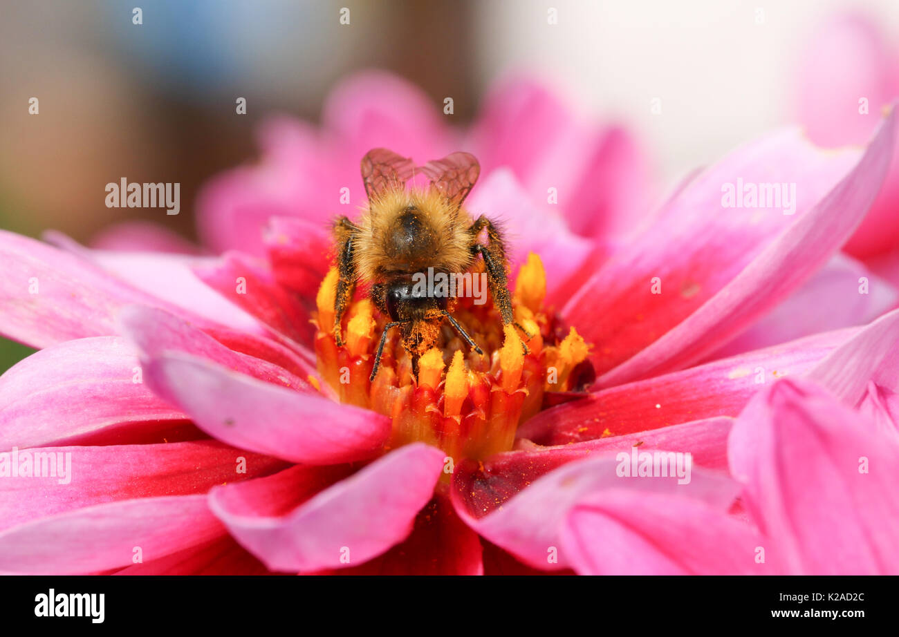 Image of beautiful bumble bee hi-res stock photography and images - Alamy