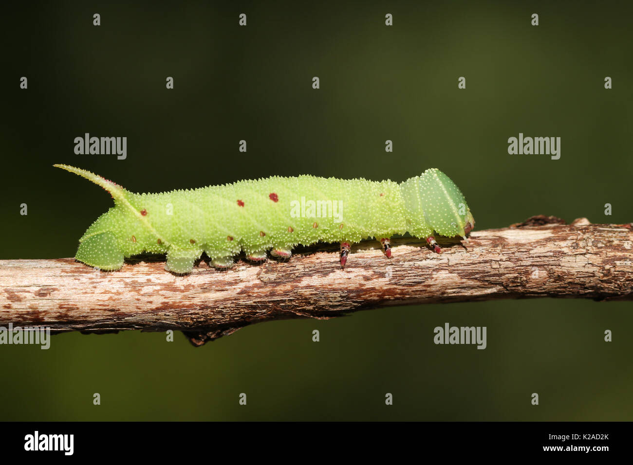 A Poplar Hawk-moth Caterpillar (Laothoe populi Stock Photo - Alamy