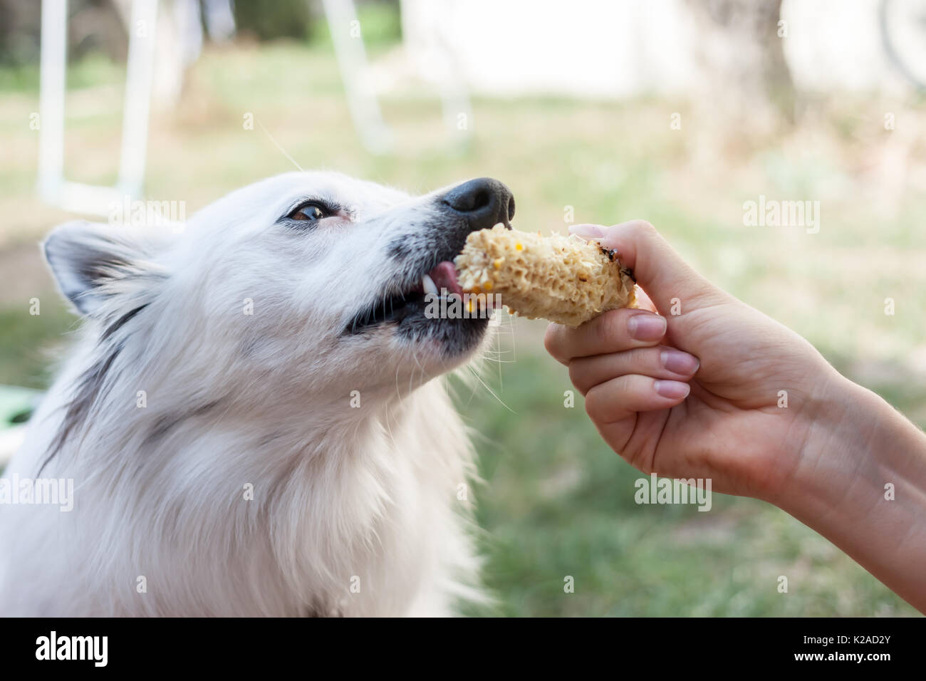 female hand feeding white dog with corn Stock Photo - Alamy