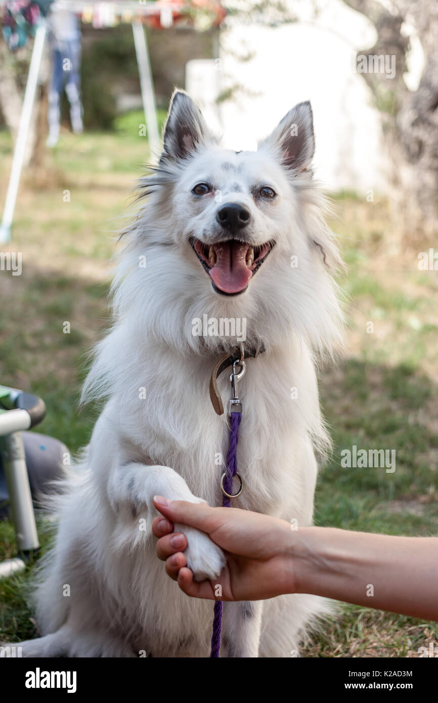handshake between white dog puppy and female hand Stock Photo - Alamy