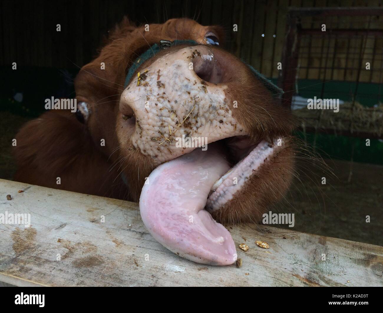 Cow licking nose hi-res stock photography and images - Alamy