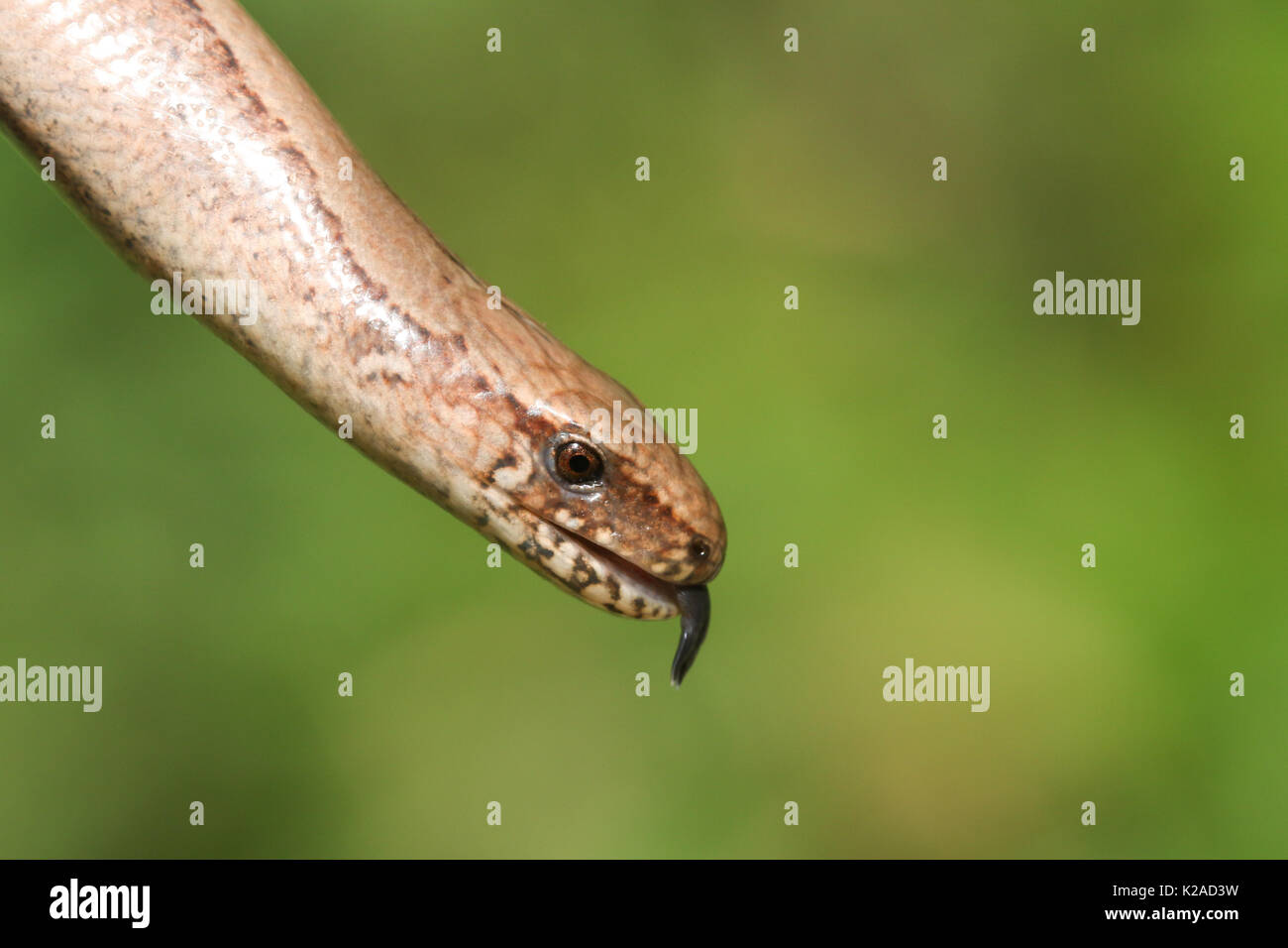 A head shot of a Slow-worm (Anguis fragilis) with its tongue poking out ...