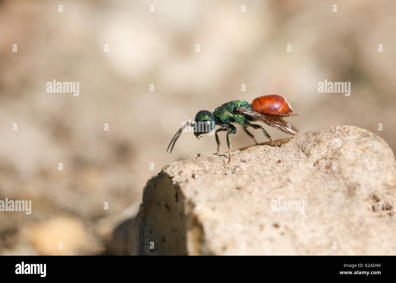 A tiny Ruby-tailed Wasp (Chrysis ignita) sitting on a rock Stock Photo ...