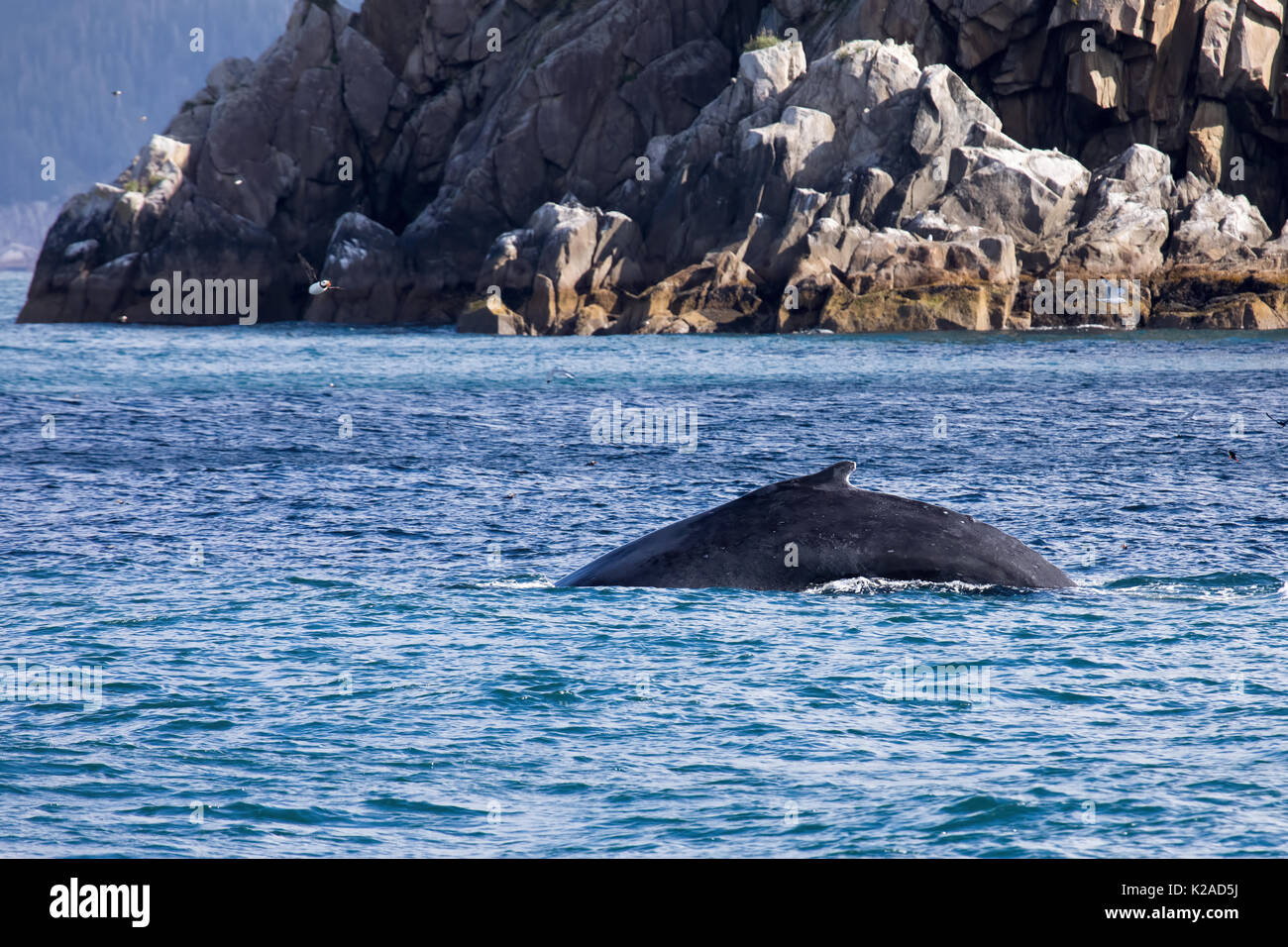 dorsal fin of humpback whale Stock Photo - Alamy