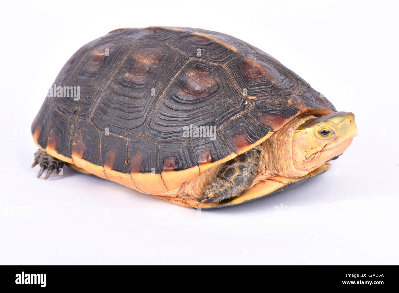 Chinese box turtle, Cuora flavomarginata flavomarginata Stock Photo - Alamy