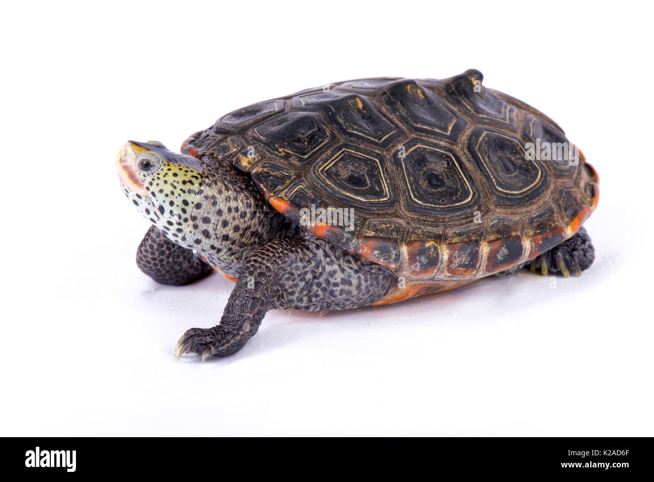 Texas Diamondback terrapin, Malaclemys terrapin littoralis Stock Photo ...
