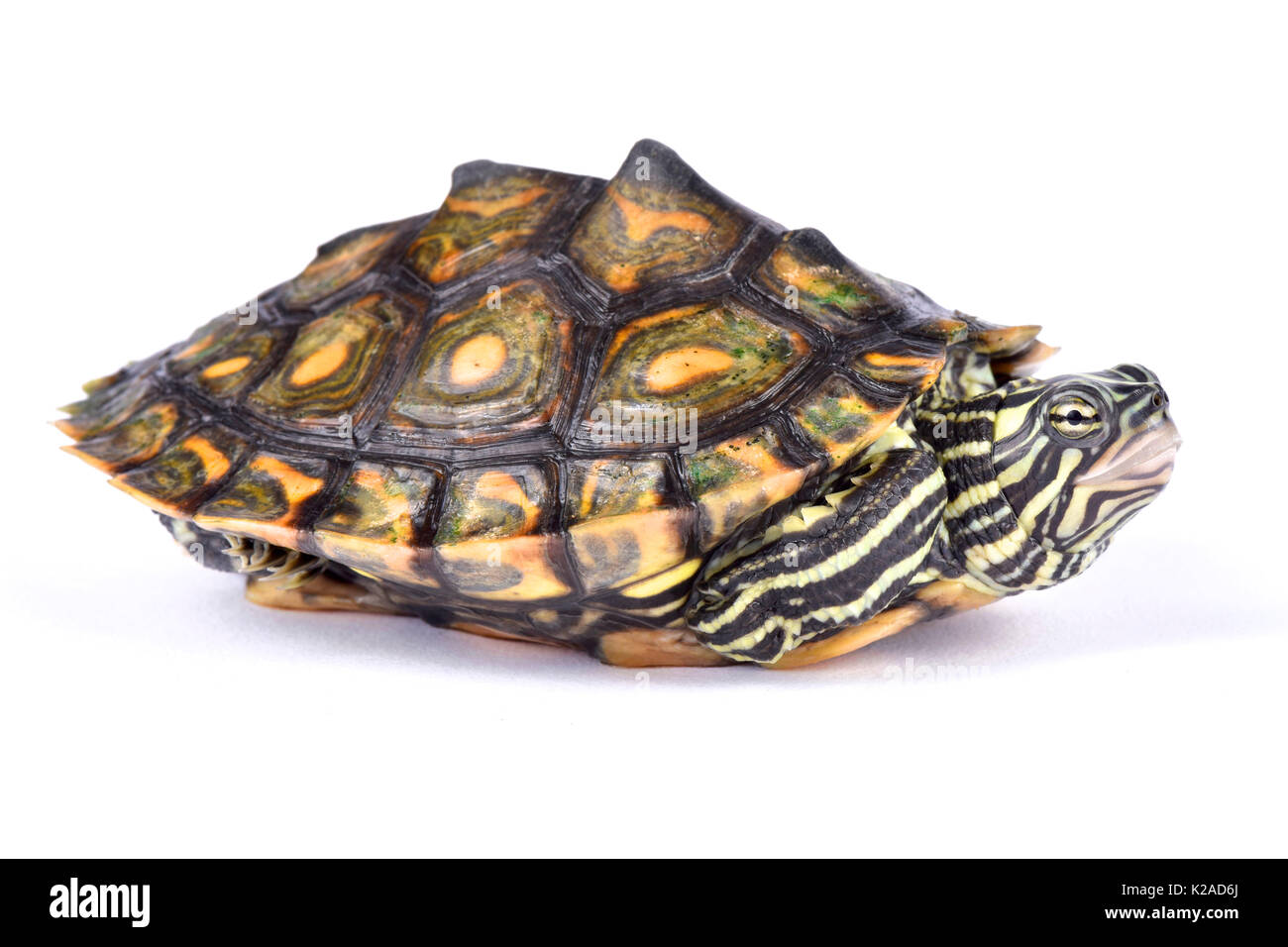 Ringed map turtle, Graptemys oculifera Stock Photo - Alamy