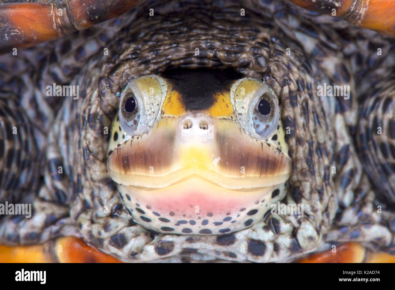 Texas Diamondback terrapin, Malaclemys terrapin littoralis Stock Photo ...