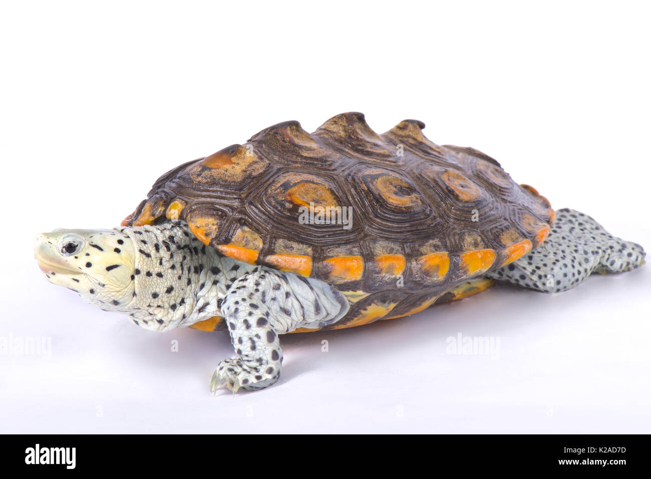 Carolina diamondback terrapin malaclemys terrapin centrata hi-res stock ...