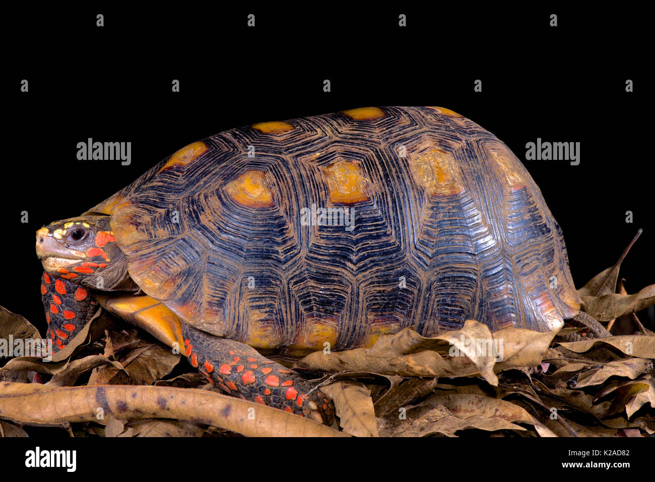 Chelonoidis carbonaria hi-res stock photography and images - Alamy