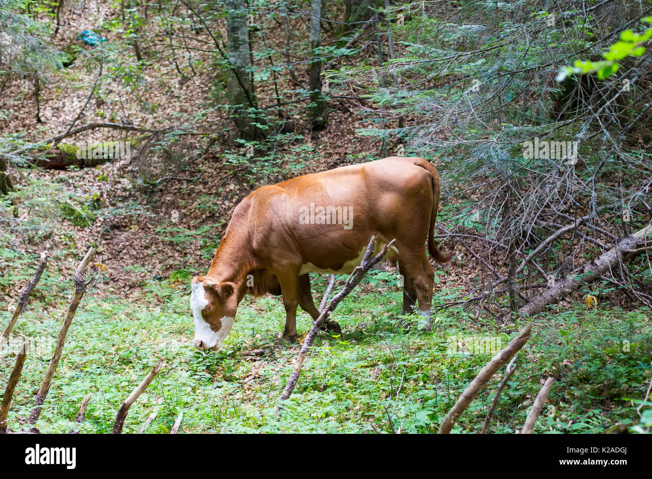 View of mountain scenary with grazed cow at summer day Stock Photo - Alamy