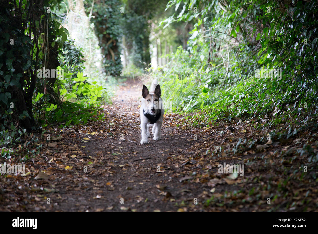 Jack Russell exploring a park Stock Photo - Alamy
